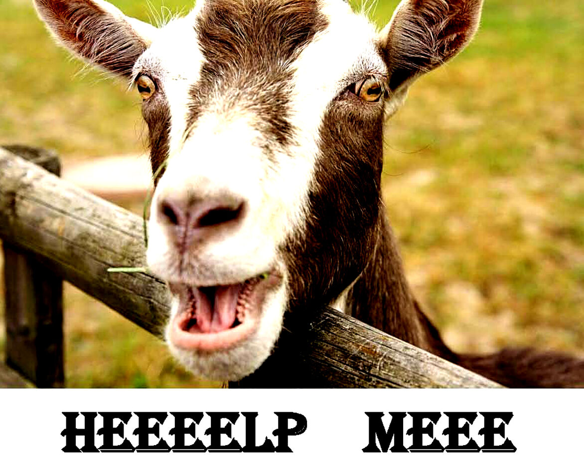 Breaking news ought'a highly Muslim area of Minn., Minn: Break'n news ...