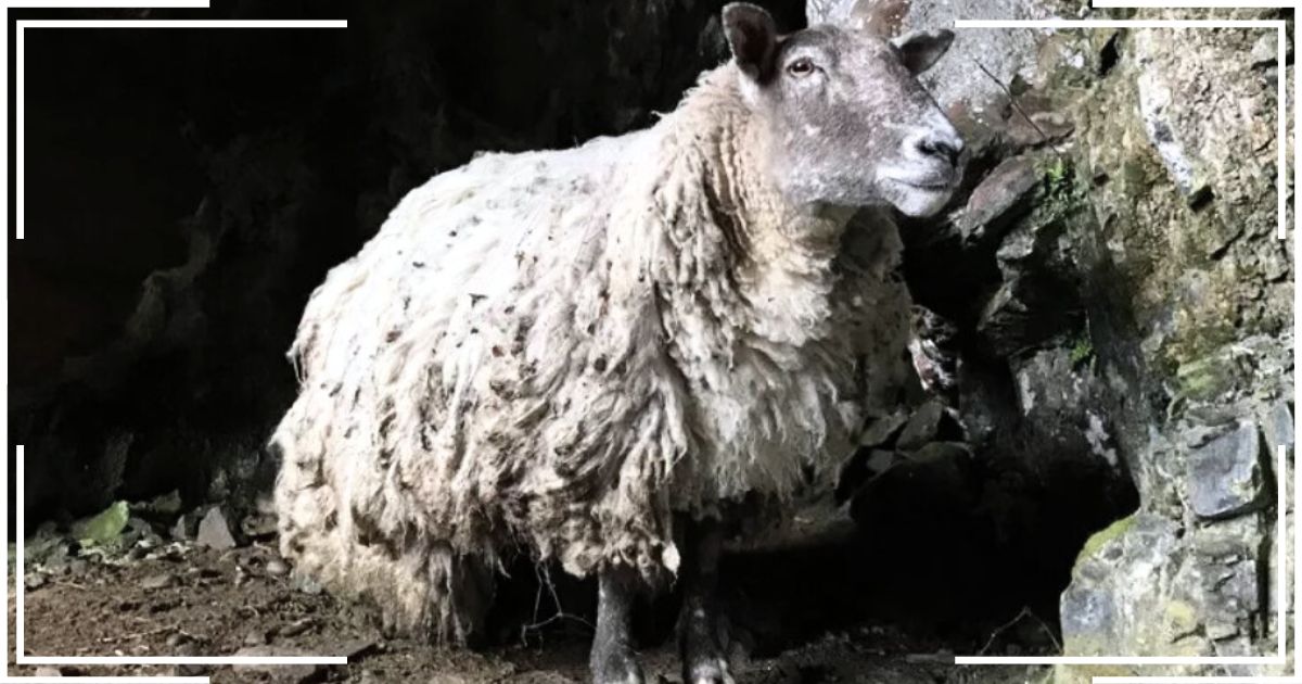 This Sheep Got Stuck In 1 Crazy Place - Years Later, Farmers Finally ...