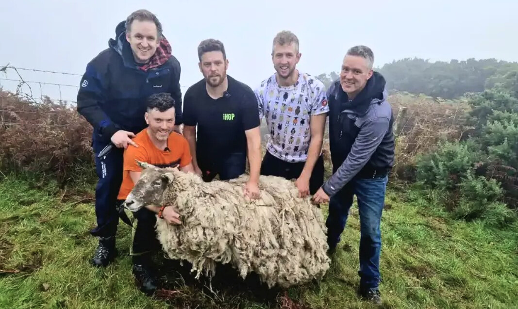 This Sheep Got Stuck In 1 Crazy Place - Years Later, Farmers Finally ...
