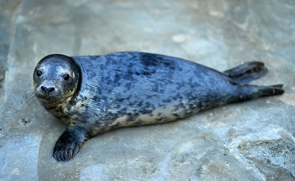 Scientists catch culprit behind serial seal decapitations in the act ...
