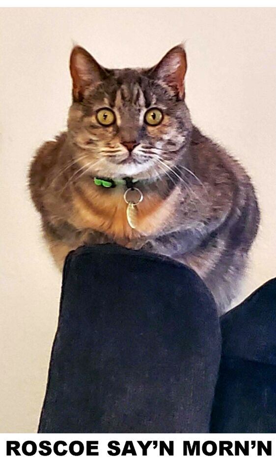 My cat Roscoe: My cat Roscoe We live in the desert. Roscoe has a door ...