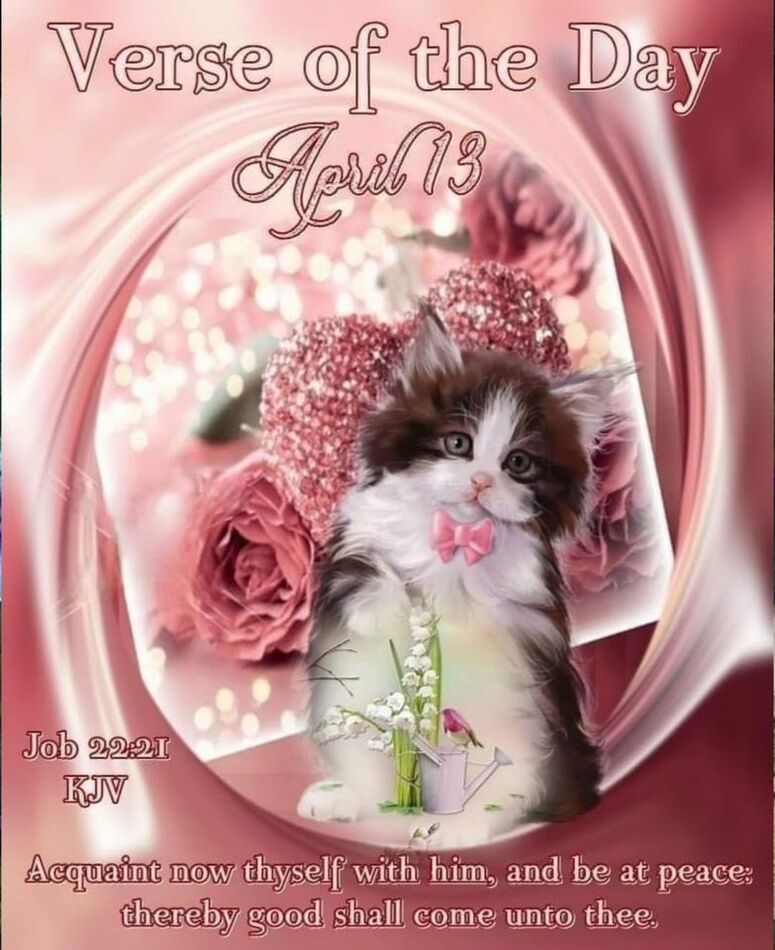 My cat Roscoe: My cat Roscoe We live in the desert. Roscoe has a door ...