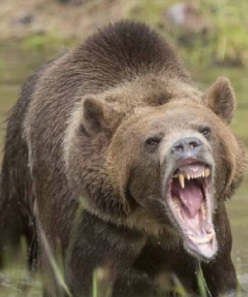 The US is trying to use foreign mercenaries to plug gaps in Ukraine ...