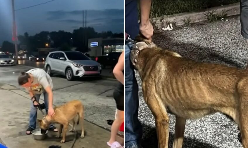 Disaster on the Road: 8 Police Dogs Lose Their Lives In Horrible ...