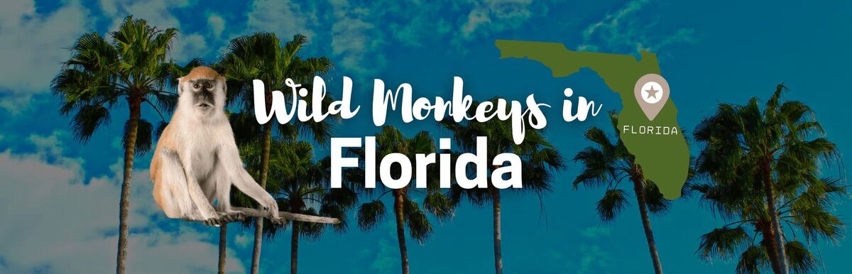 Wild Monkeys In Florida: All About Them And How They Got There: Wild ...
