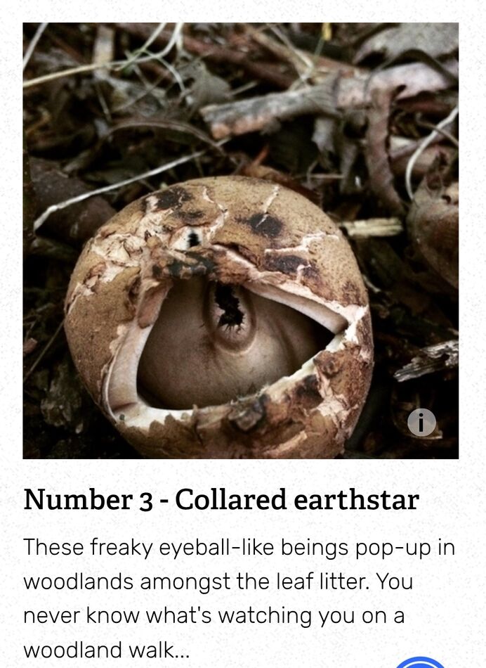 Those Crazy Chinese Genetic Scientists Modify Fungus Protein to Replace ...