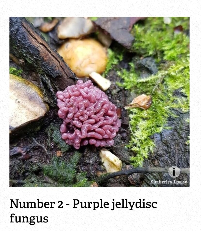 Those Crazy Chinese Genetic Scientists Modify Fungus Protein to Replace ...