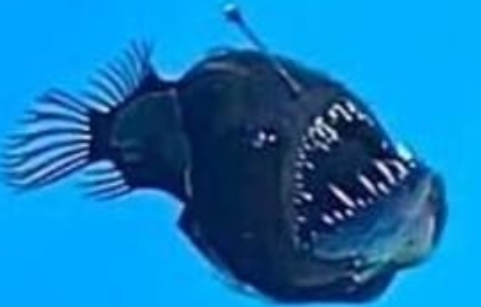 Devil Fish spotted: Mysterious black devil fish spotted for first time ...