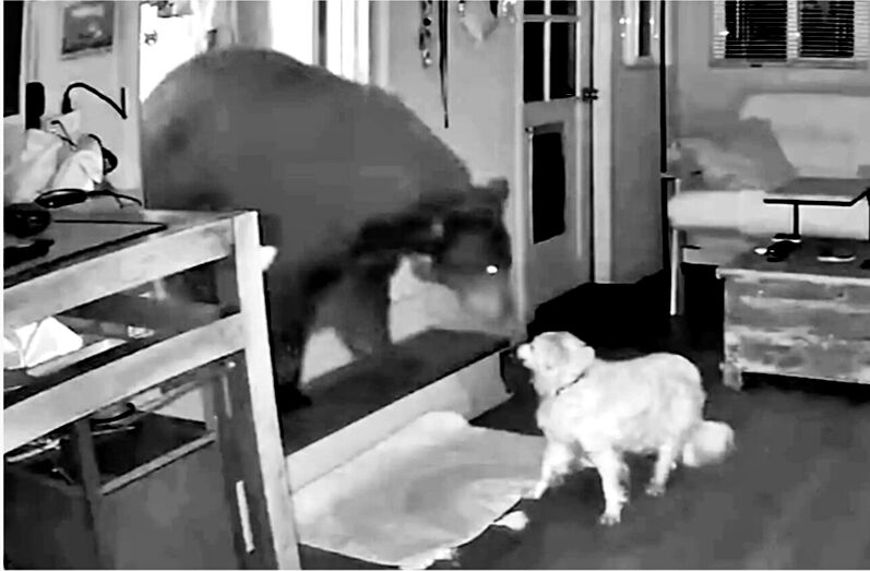 17-Year-Old Dog Chases After Intruder – You Won’t Believe Who Storms ...